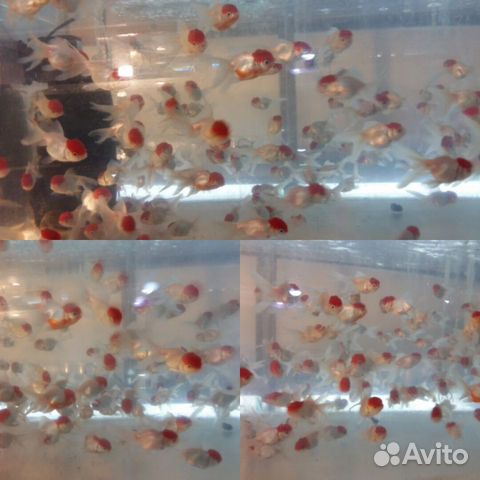 Аквариумные рыбки опт и розница