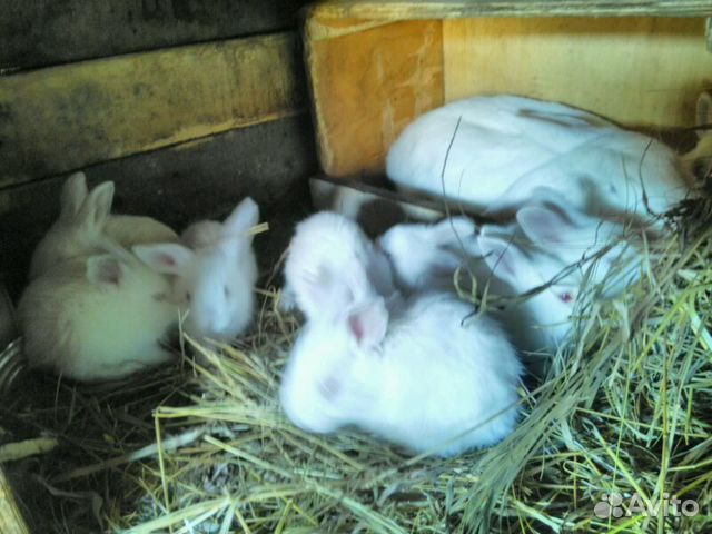 Супер кролики