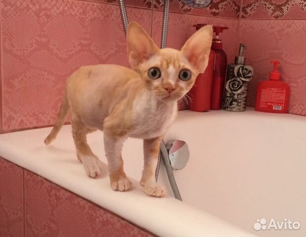 Котик Рыжее солнышко