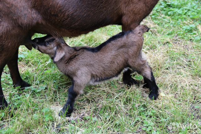 Чешские козочки и козлята в Екатеринбурге