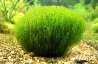 Мох Стринги (Stringy moss / Leptodictyum riparium)