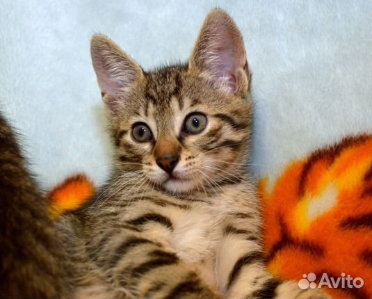 Василёк-очень нужен дом