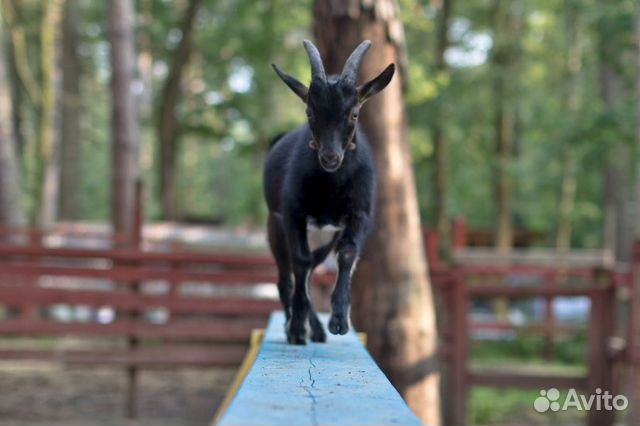 Камерунский козлик