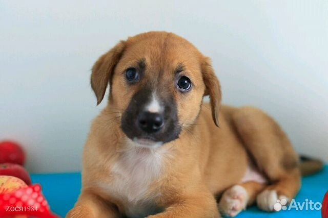 Привитые щенки из приюта в ассортименте)