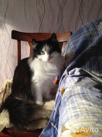 Отдам кошечку пушистика