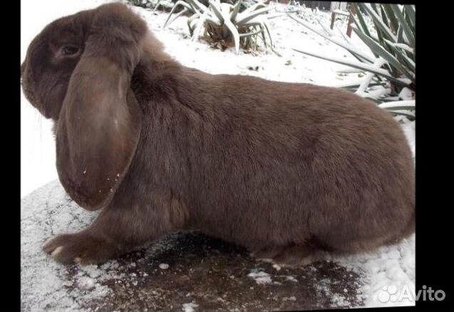 Продаётся элитный племенной самец Французского Бар