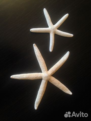 Finger fish sea star Морская звезда 15 см
