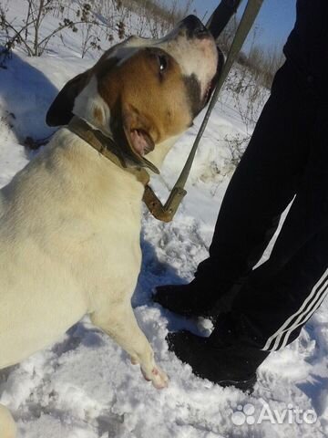 Продам питбуля