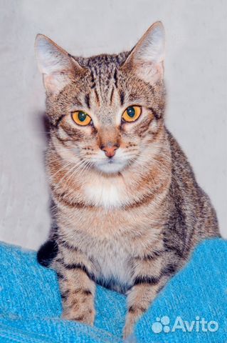 Милая, весёлая, с рыжим-кошка Серка в добрые руки