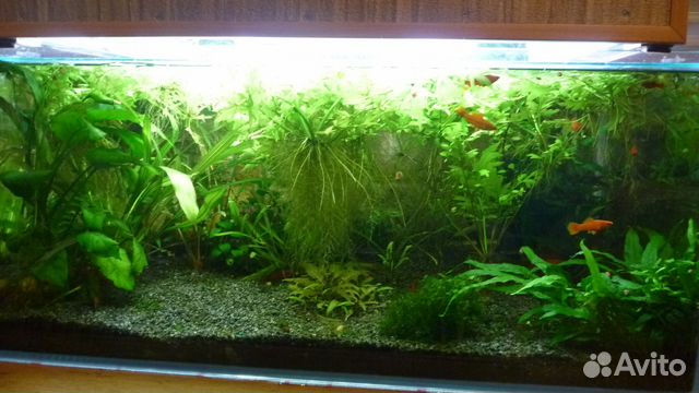 Аквариум декоративный