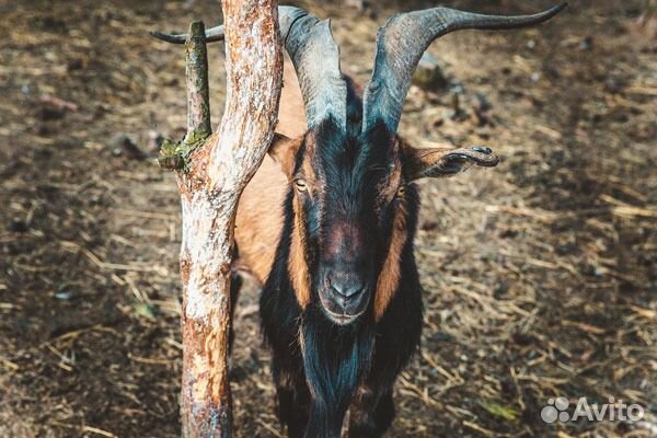 Камерунский чистокровный козёл