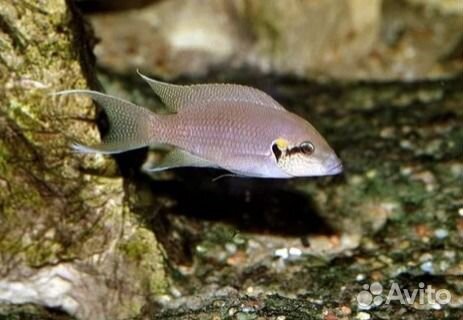 Принцесса бурунди, лампрологус лелеупи