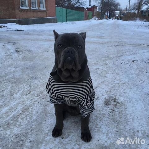 Случка ищем невесту