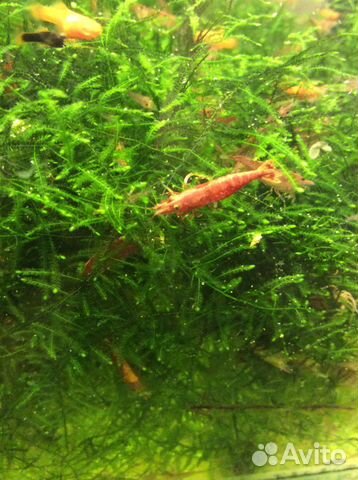 Вишни креветки, ампулярии