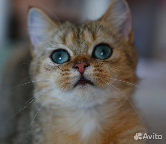 Британка золотая зеленоглазка