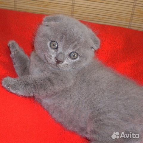 Котята голубого окраса, страйты и фолды