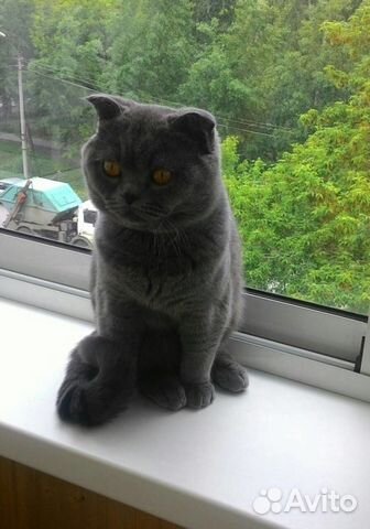 Вислоухий британец ищет невесту