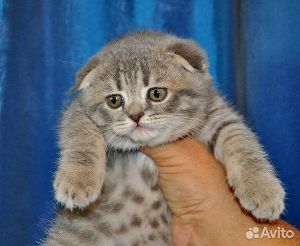Кошечка Василиса окраса