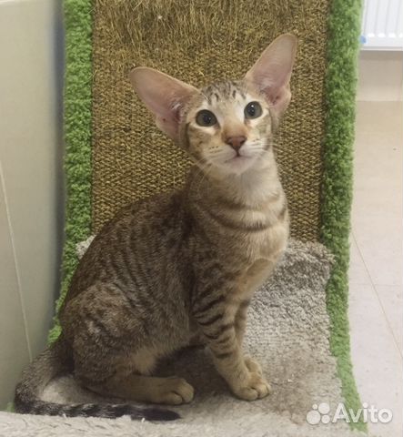 Кошечка Доротея