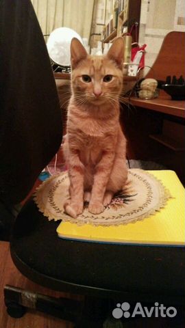 Рыжий котенок в дар мальчик и девочка, 9 мес