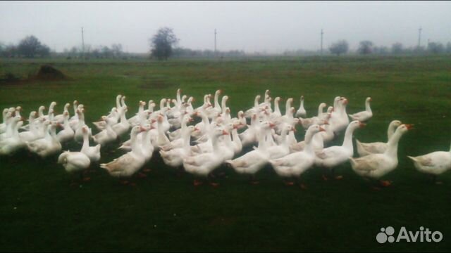 Домашние гуси