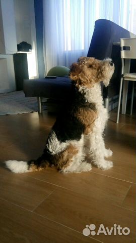 Вязка фокстерьера