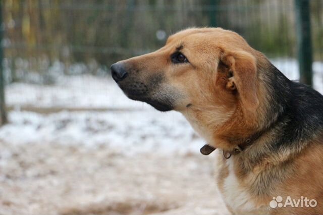 Альма, метис овчарки в дар, 1 год