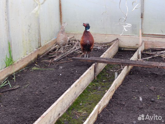 Охотничьи и золотые фазаны,фениксы,кохинхины