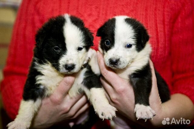 Щенки-пандочки в добрые руки