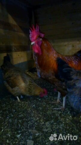 Инкубационное яйцо кучинская юбилейная