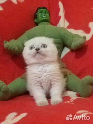 Шотландские карапузы