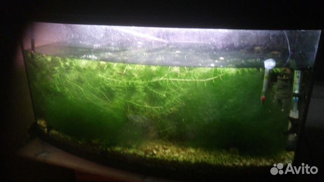 Аквариум овал панорамный