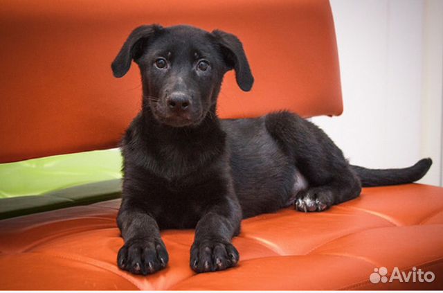 Щенок Клайд в добрые руки