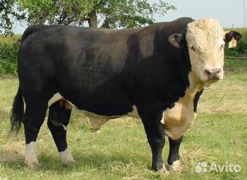 Телята бычки мясные от 3 до 4х месяцев