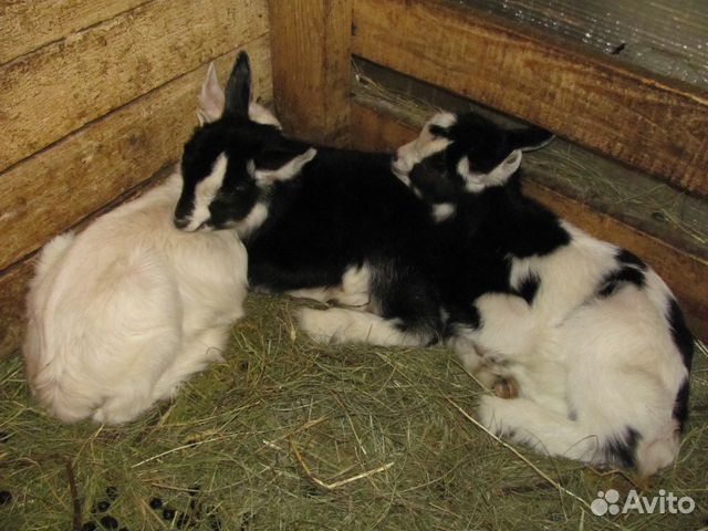 Козлята 1 месяц