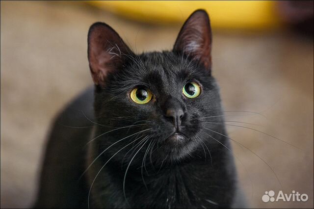 Черненькая кисонька Матильда в добрые ручки