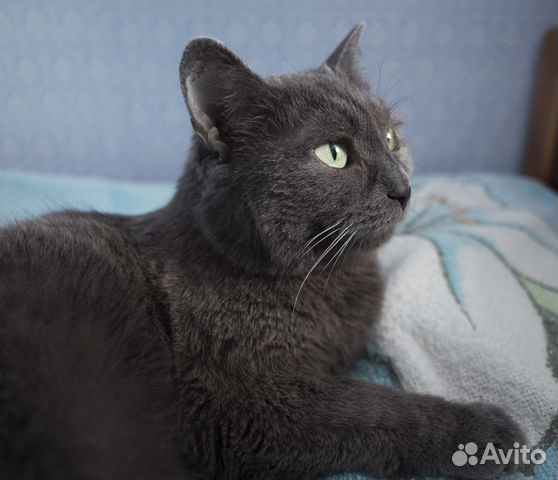 Стерилизованная кошечка в любящую семью на пмж