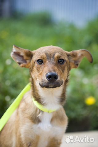 Щенок мелкаш