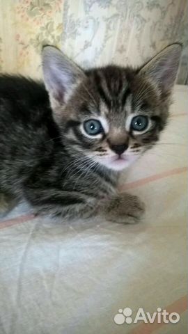 Котенок в дар 1.5 мес