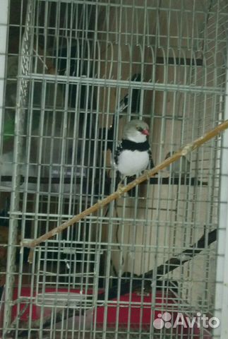 Бриллиантовая амадина самка