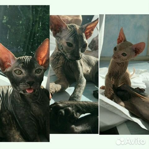 Отдам кошку сфинкс в добрые и заботливые руки