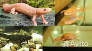 Тритон альбинос,лягушки,черепахи