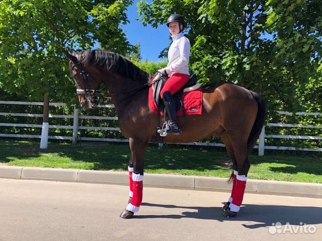 Мерин выездка