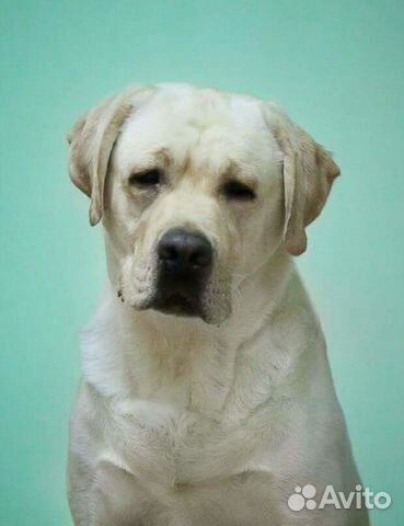 Лабрадор Мульти Чемпион, ждёт дам