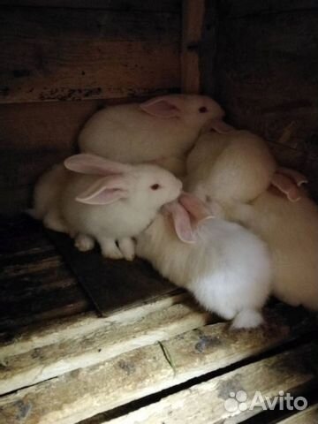 Белый великан