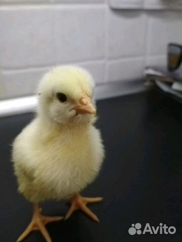 Бройлеры кобб 500