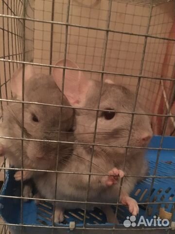 Милые шиншиллы