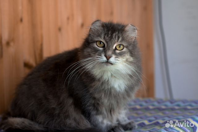 Кошка Трейси, 5 лет (из приюта)