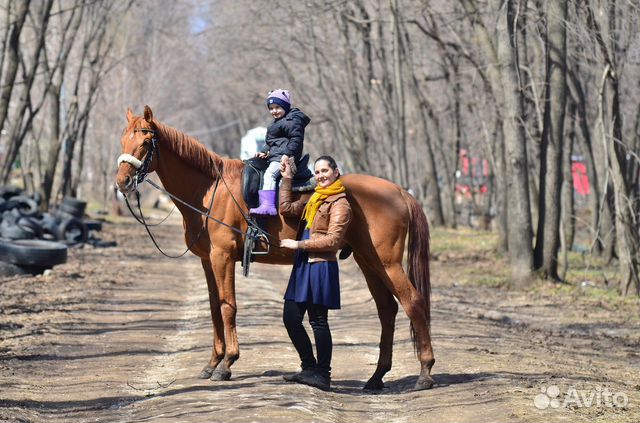 Лошадь универсальной подготовки