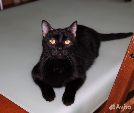 Грациозная и Шикарная Пантера в дар в добрые руки